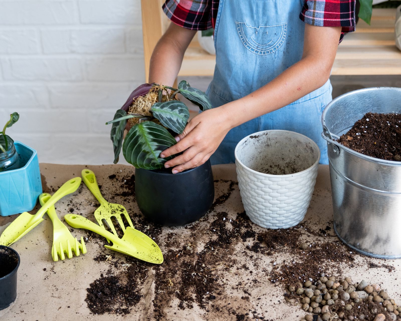 Prayer Plant: Ultimate Care & Growing Guide | Gardening Know How