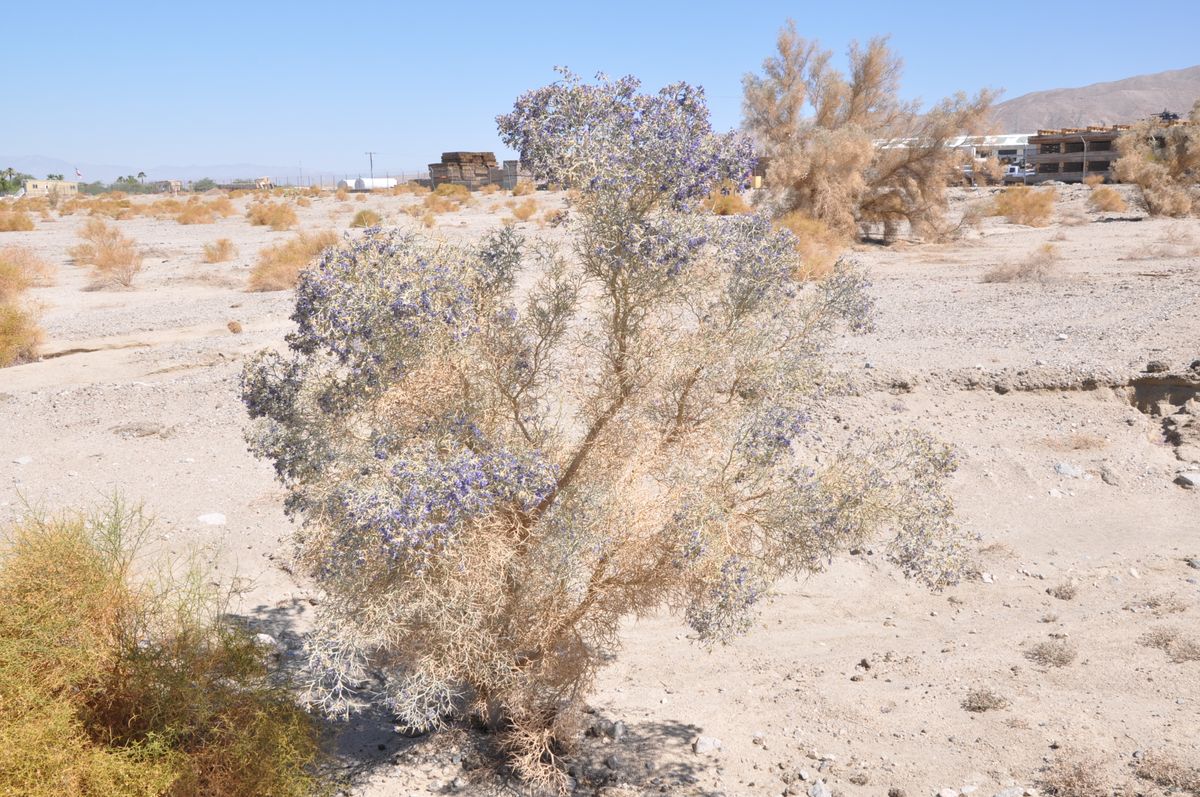 Smoketree Photos: The Ghosts of the North American Desert | Live Science