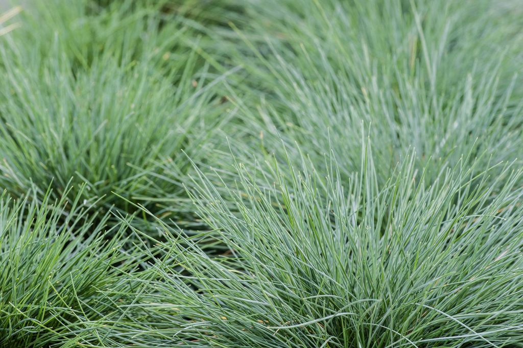 Ornamental Grass That Stays Small – Common Low Growing Ornamental Grass ...