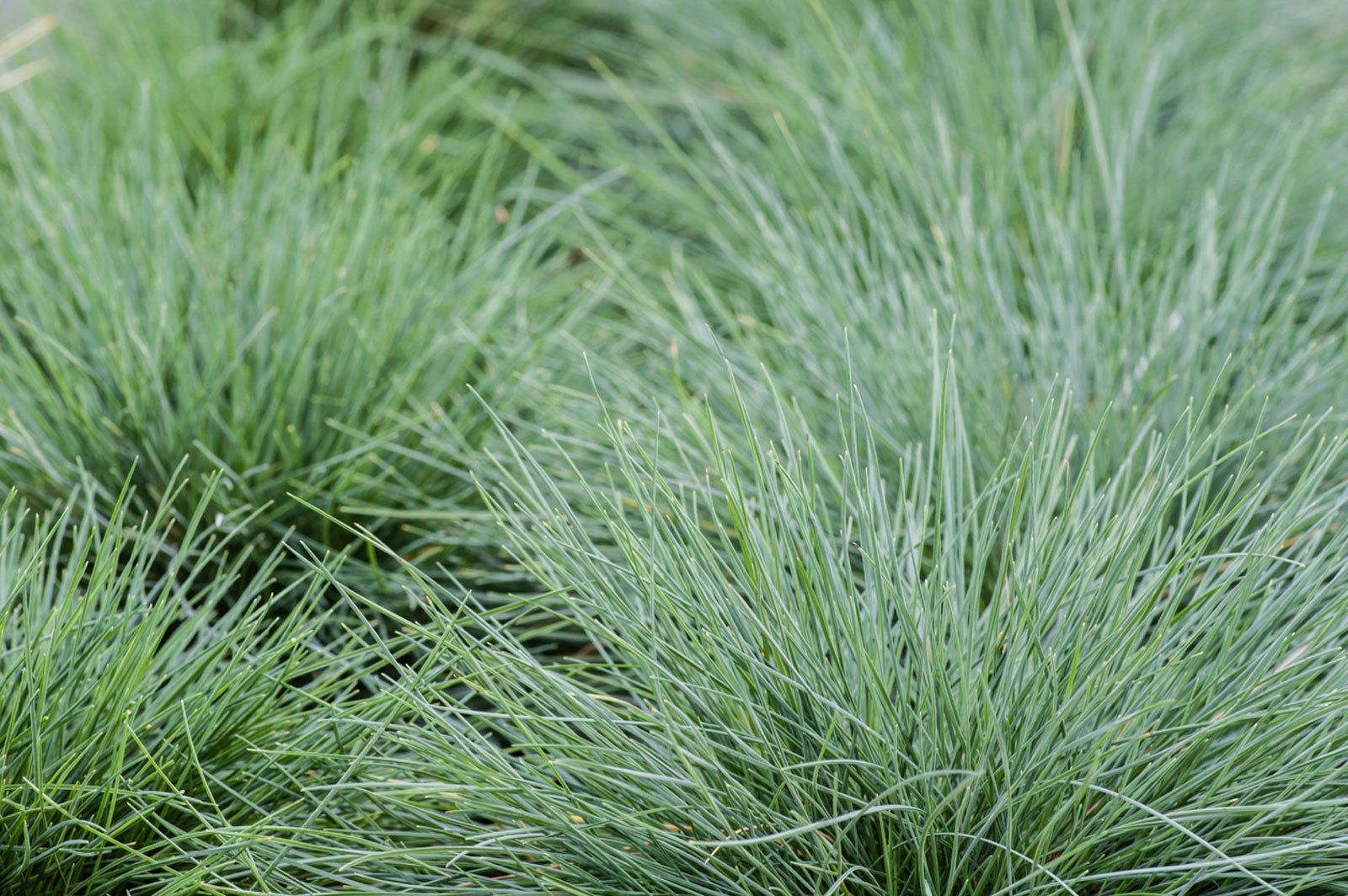 Ornamental Grass That Stays Small – Common Low Growing Ornamental Grass ...