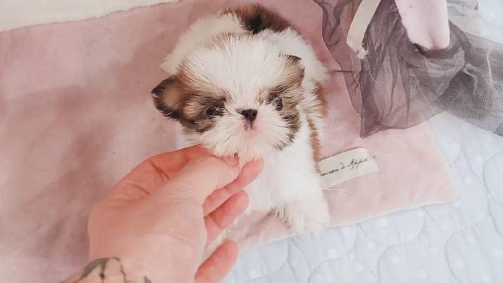 10 adorable teacup dog breeds with bags of personality | PetsRadar