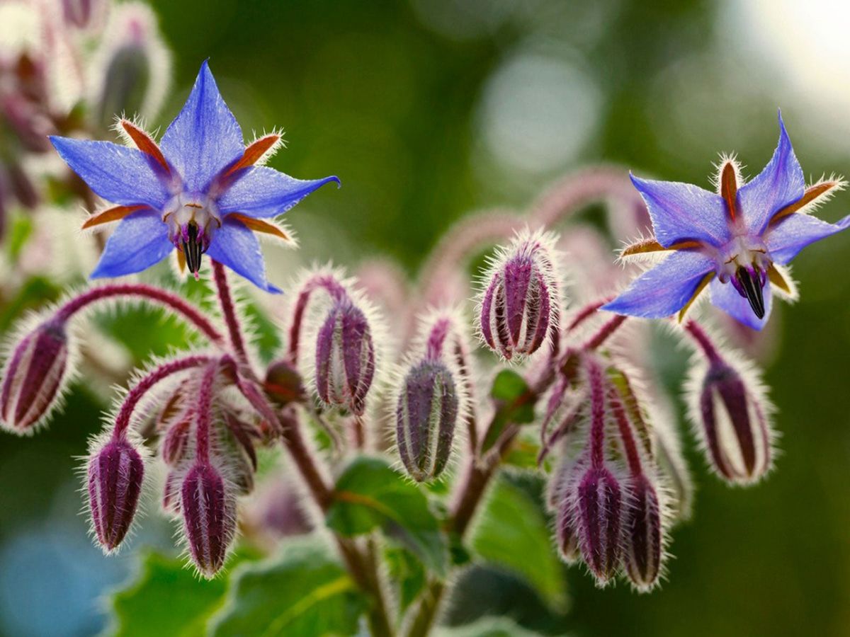Growing Borage - How To Grow And Use Borage Plant In The Garden ...