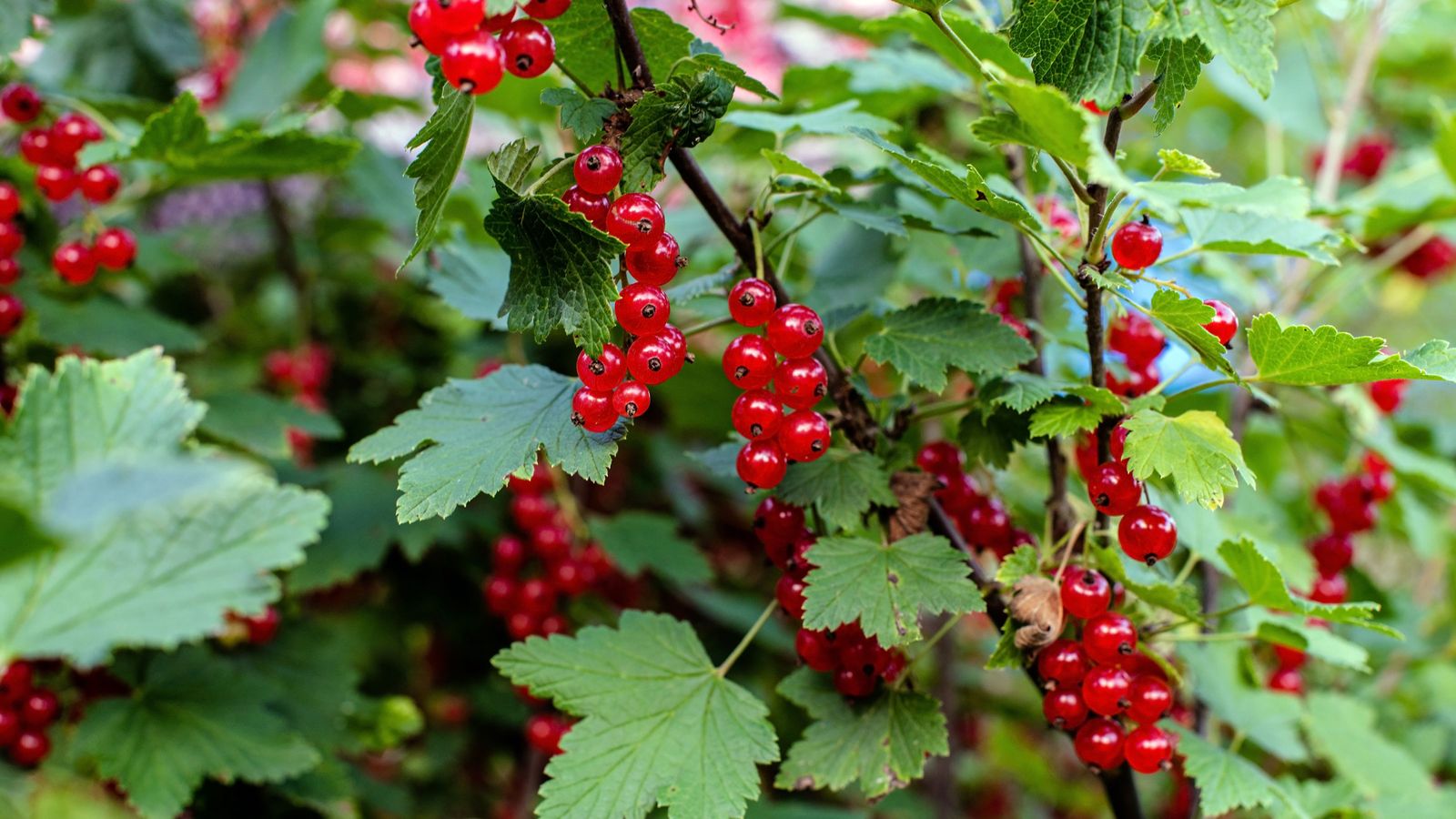 Is it illegal to grow currants in the United States? | Gardeningetc