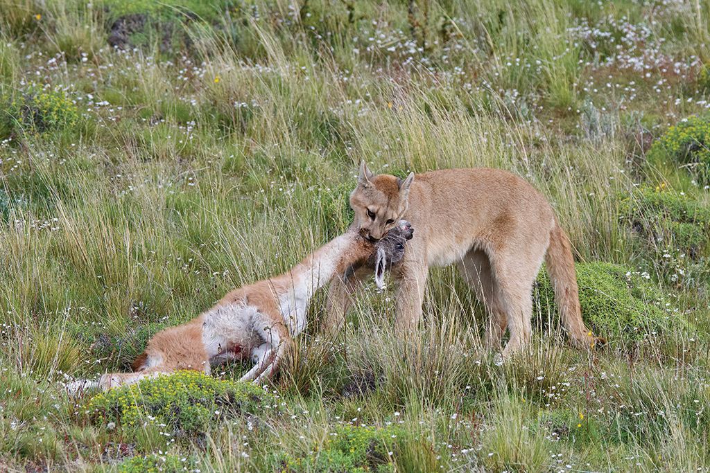 Photographer Paul Gains relays his experience of tracking pumas in ...