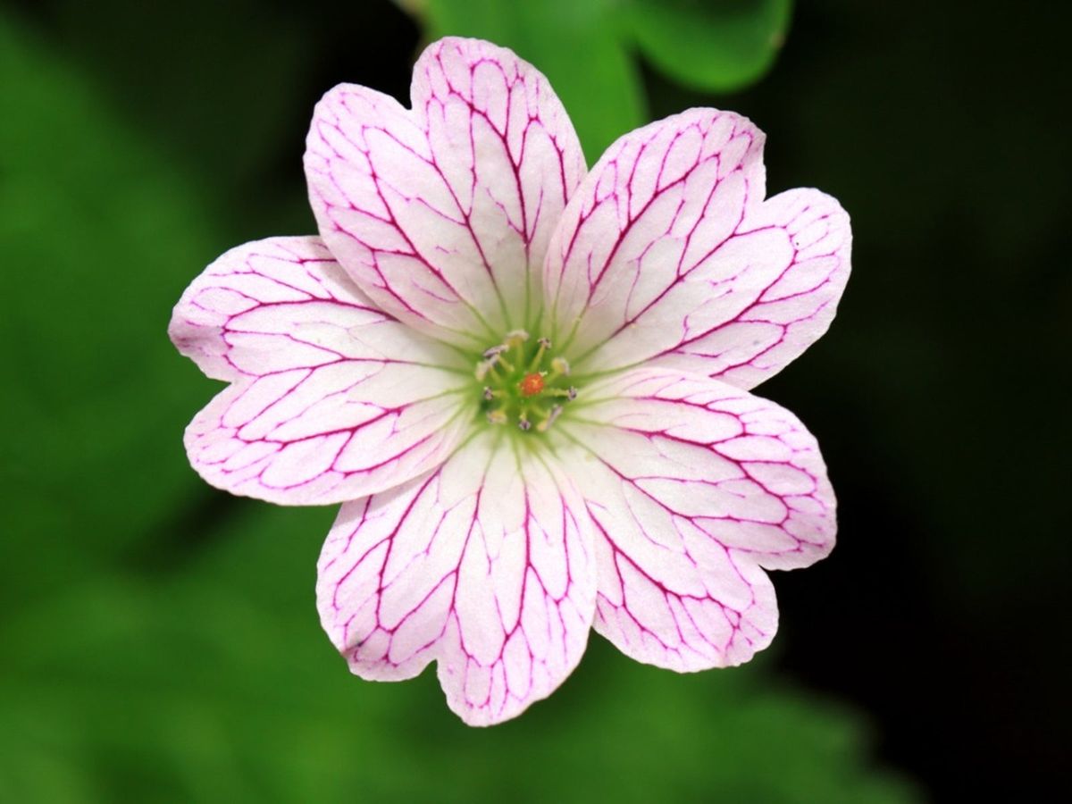 Alpine Geranium Care - Learn About Erodium Alpine Geranium Plants ...
