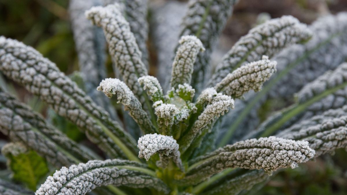 How to protect vegetables from frost: 6 recommended ways | Homes and ...