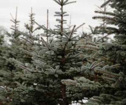How to choose a Christmas tree that perfectly fits your home | Homes ...