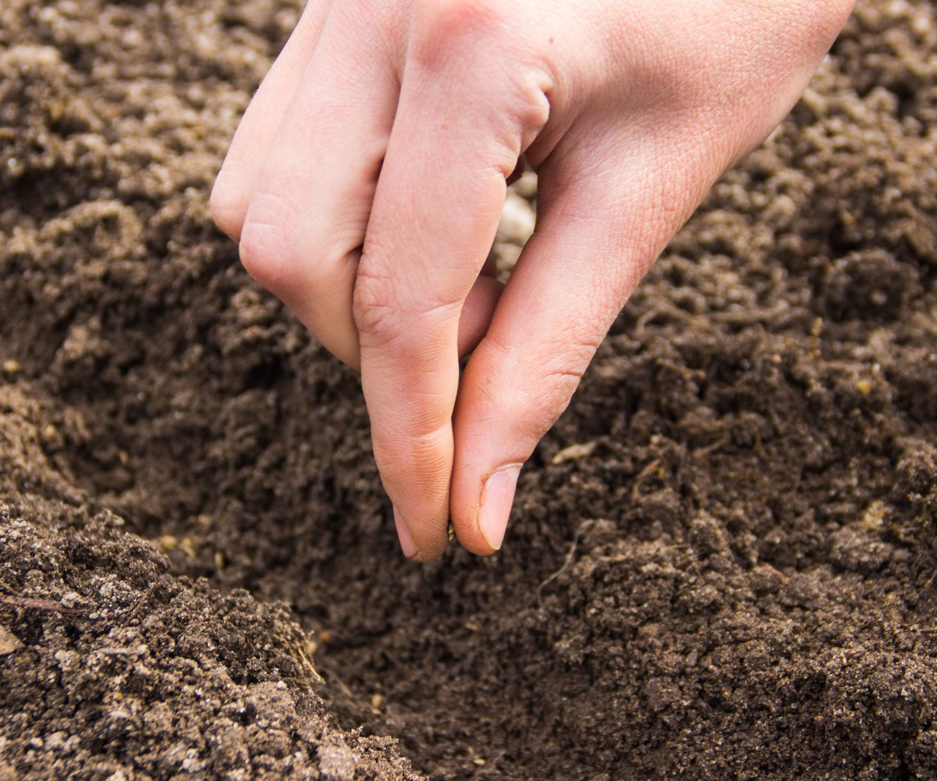 Direct sowing vs transplanting: an expert guide | Homes and Gardens