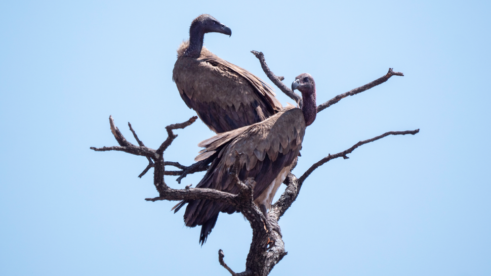 Why do vultures circle? | Live Science