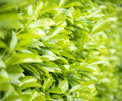 How and when to prune laurel: keep its growth in check | Homes and Gardens