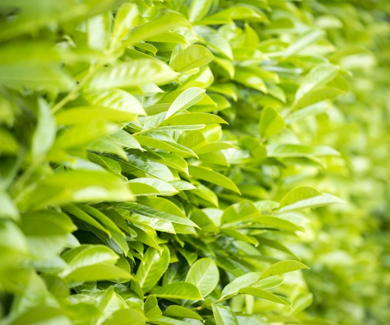 How and when to prune laurel: keep its growth in check | Homes and Gardens