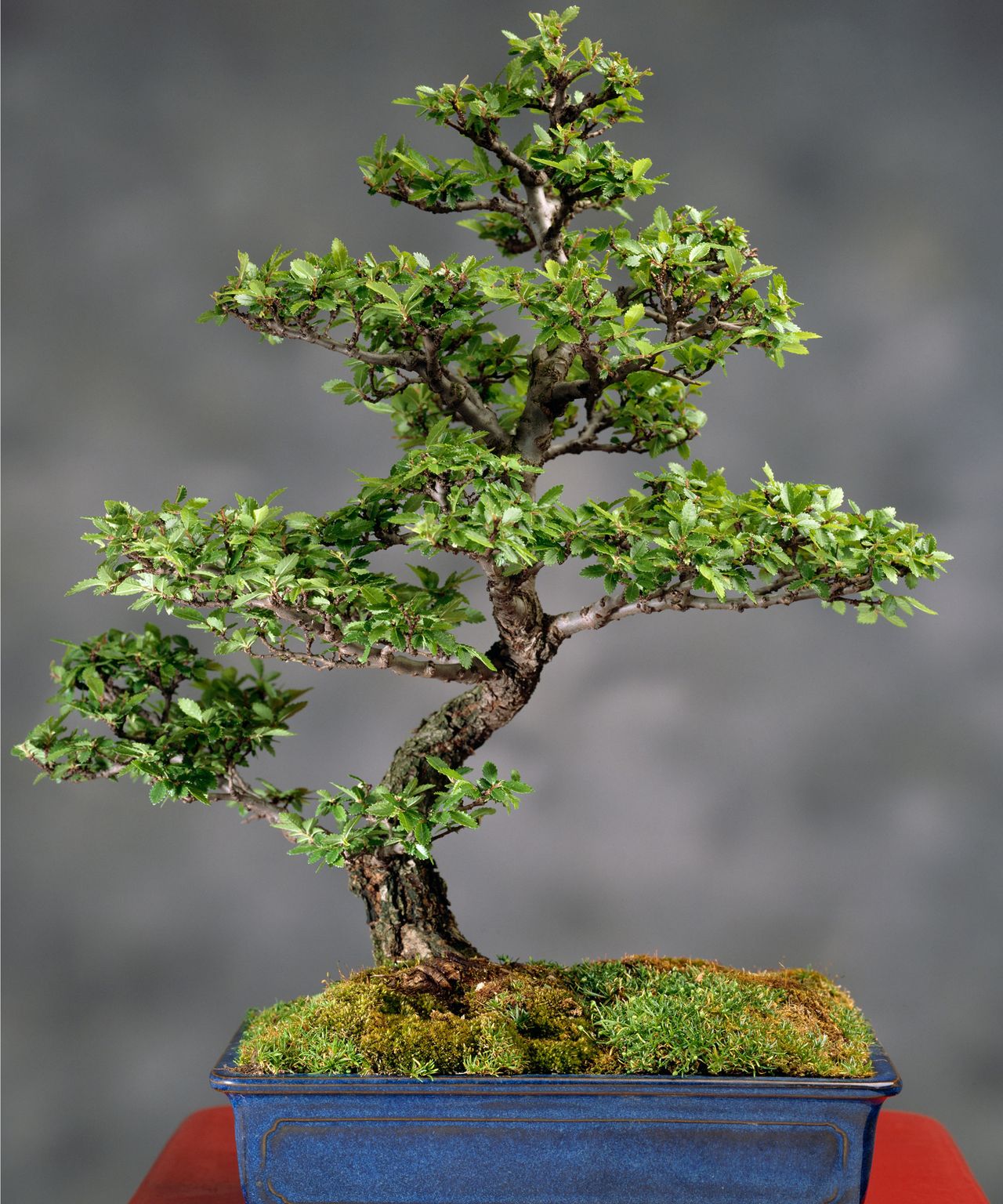 Types of Bonsai Trees — 6 Varieties That Elevate a Home | Livingetc