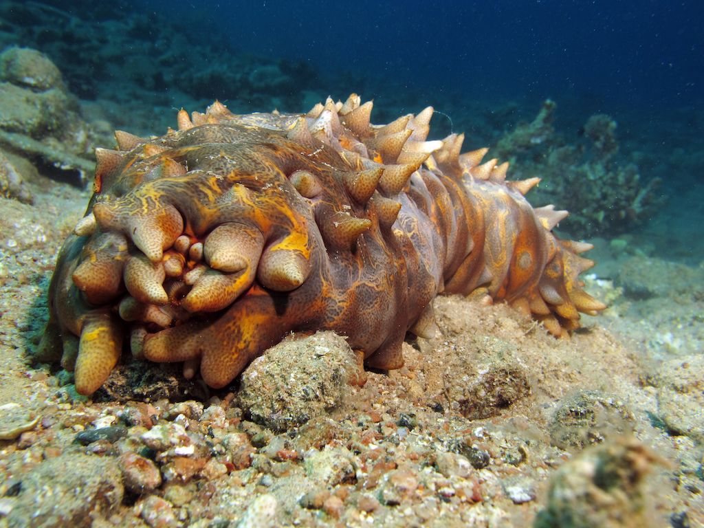 What Is a Sea Cucumber? | Live Science