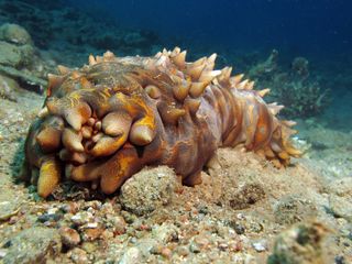 What Is a Sea Cucumber? | Live Science