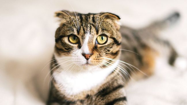 Why is my cat crying? Vet's guide to what it means and what to do ...