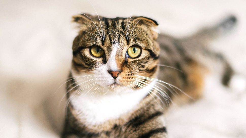 Why is my cat crying? Vet's guide to what it means and what to do ...