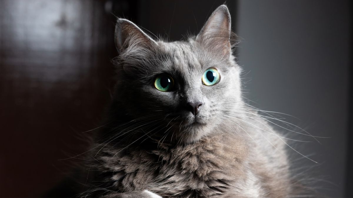Healthiest cat breeds according to a vet | PetsRadar