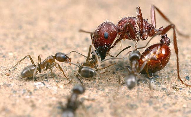 Genocide Rules Ant Warfare | Live Science