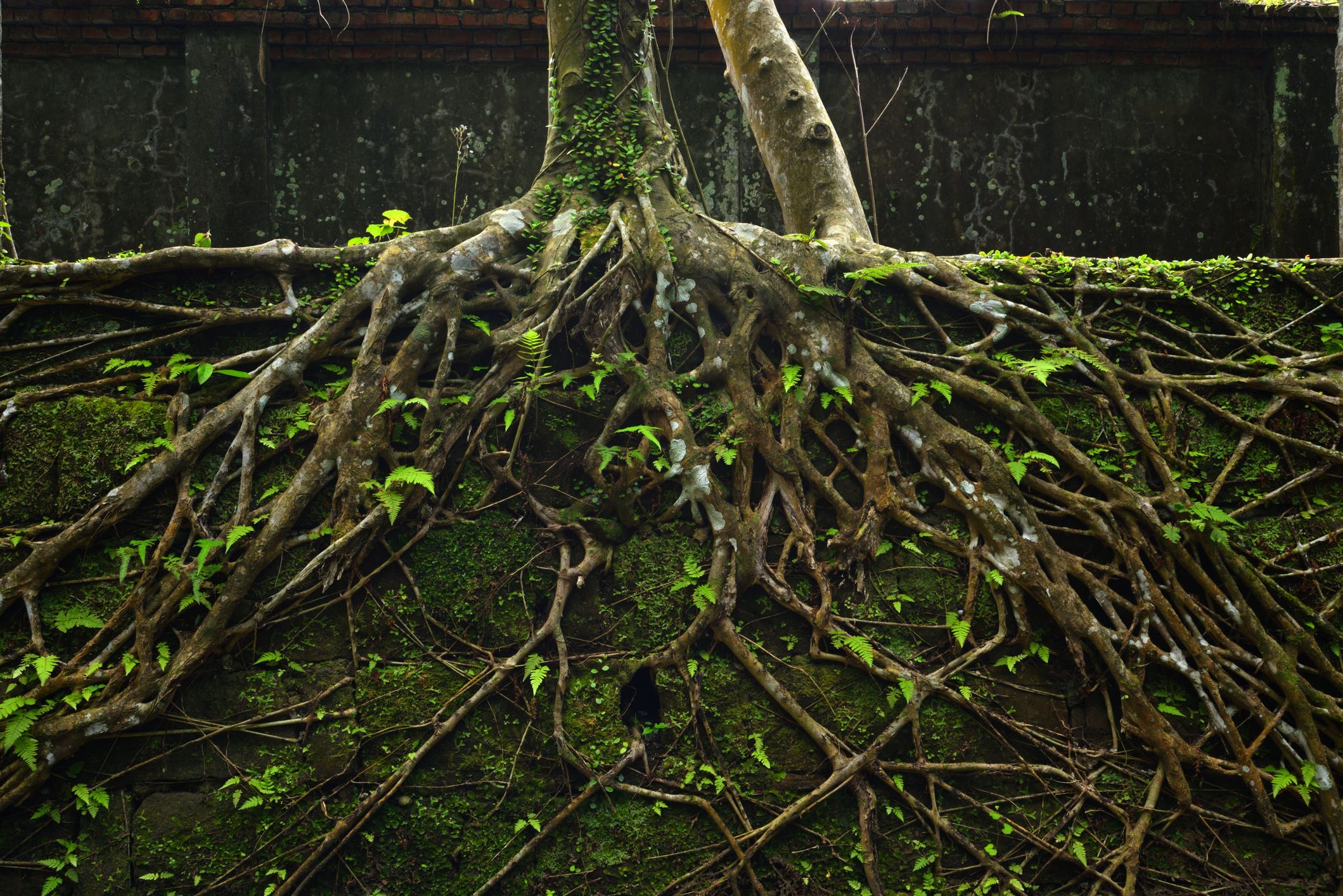 How to kill tree roots: in backyards and pipework | Homes and Gardens