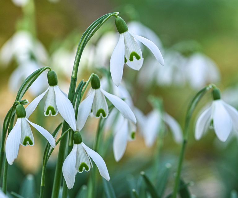 Your Birth Month Flower – And The Meanings Behind All 12 | Gardening ...