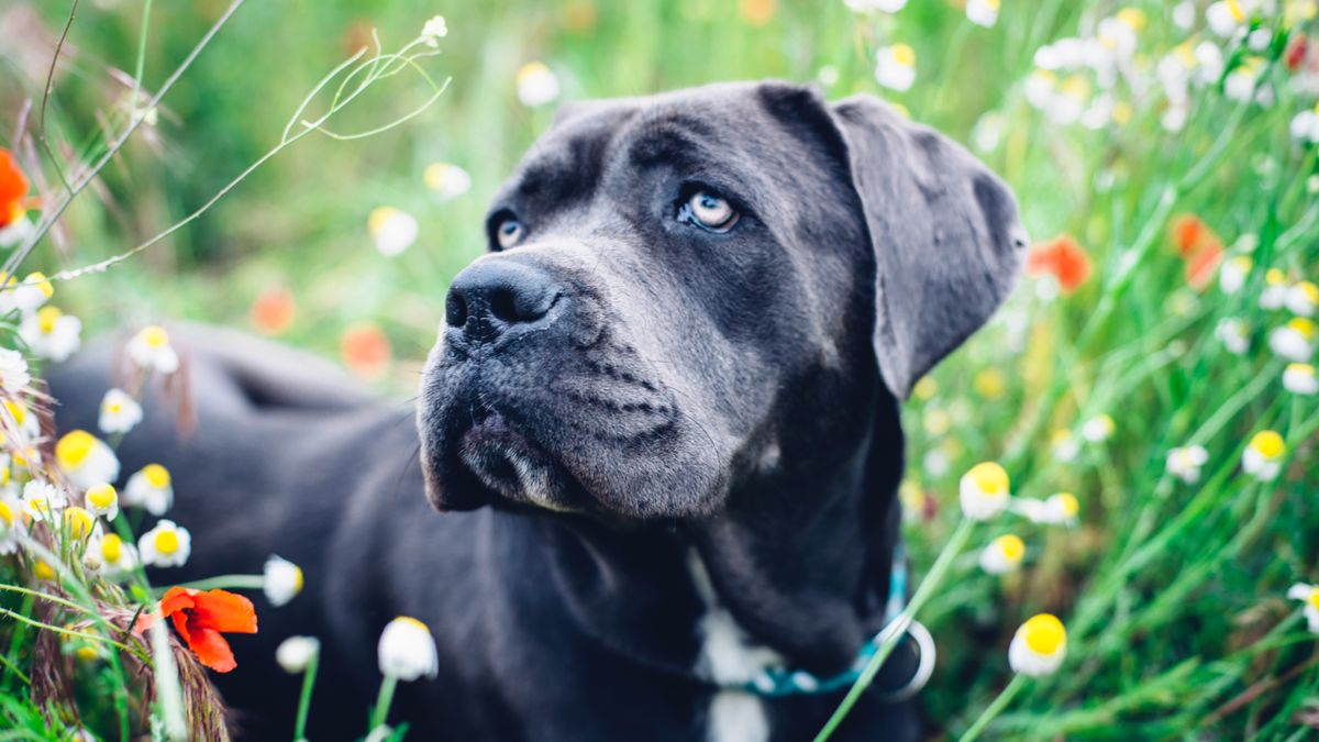 32 dog breeds that are the biggest droolers | PetsRadar