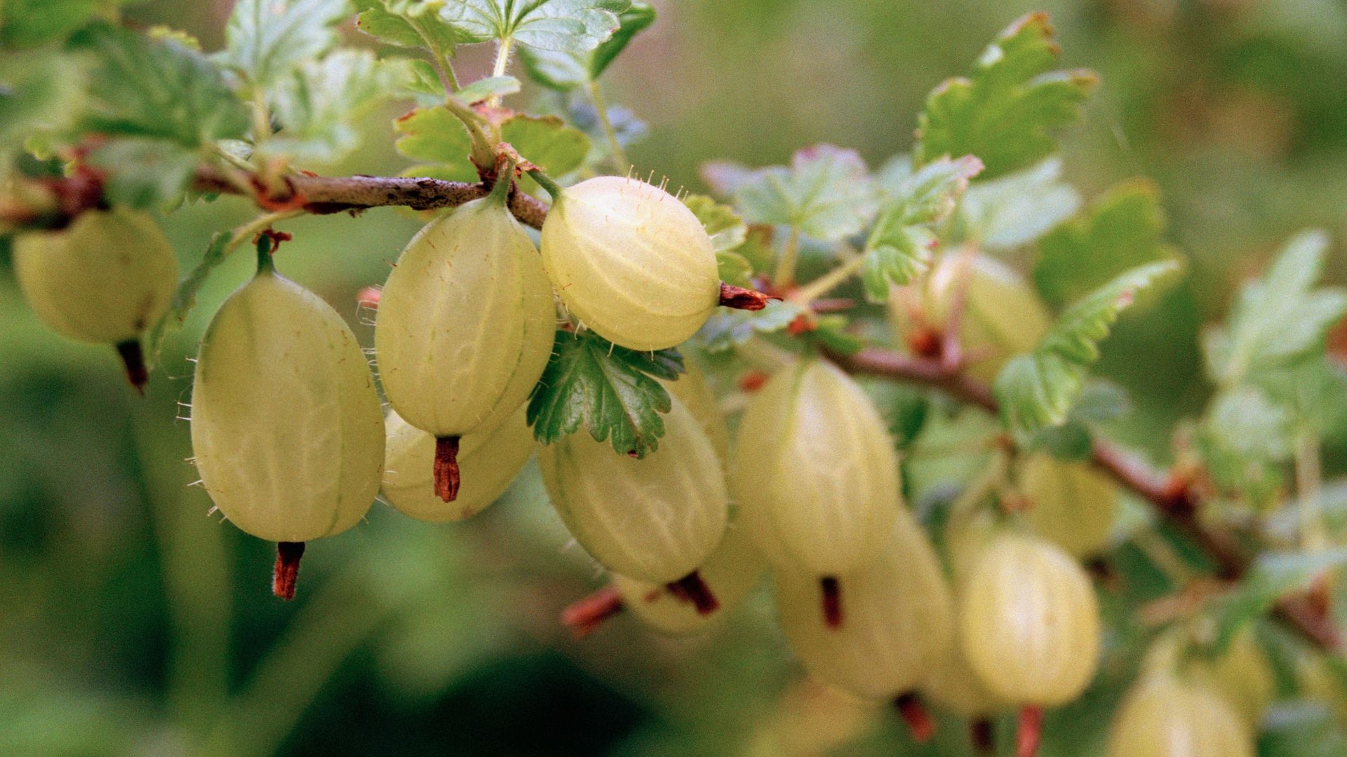 How to grow gooseberries – planting, watering and pruning | Ideal Home