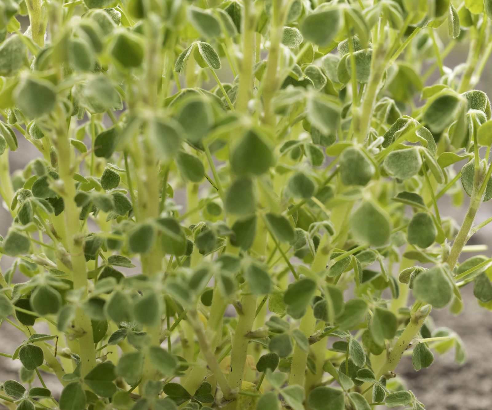 A guide to how to grow oca in your backyard vegetable garden | Homes ...