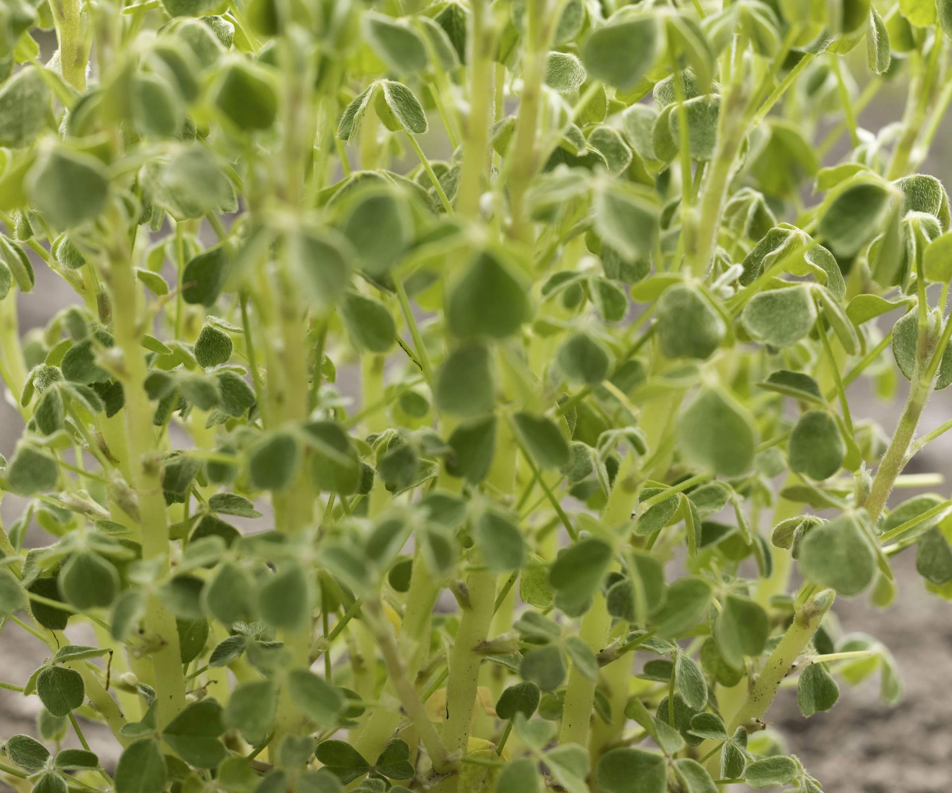 A guide to how to grow oca in your backyard vegetable garden | Homes ...