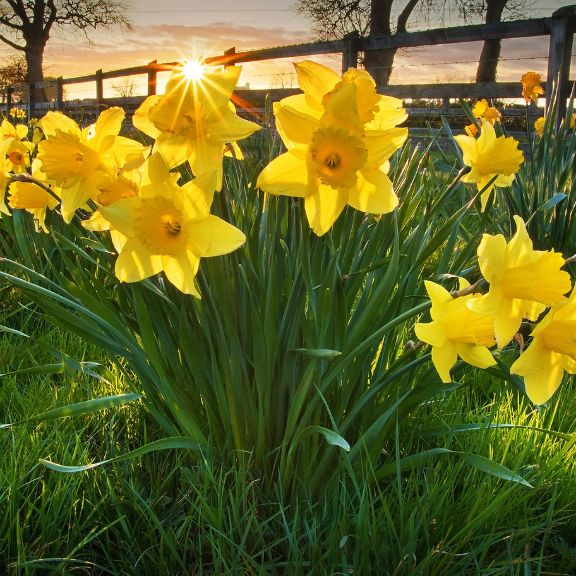 Tips & Information about Daffodils | Gardening Know How