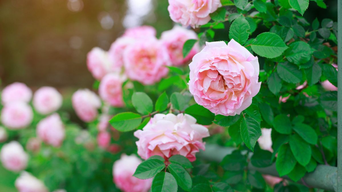 How to deadhead roses to keep them blooming | Tom's Guide