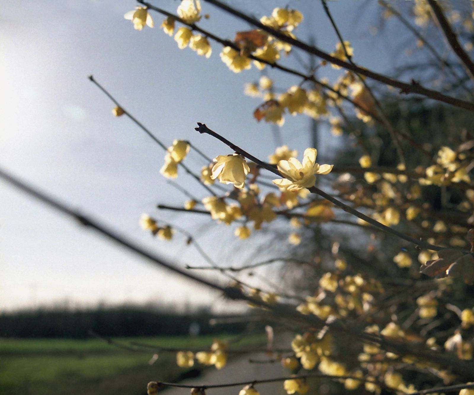 How to grow wintersweet: advice from the experts | Homes and Gardens