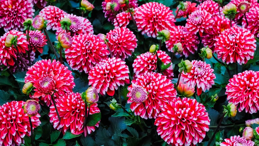 Why Are Dahlias Not Blooming? 7 Dahlia Mistakes To Avoid | Gardening ...