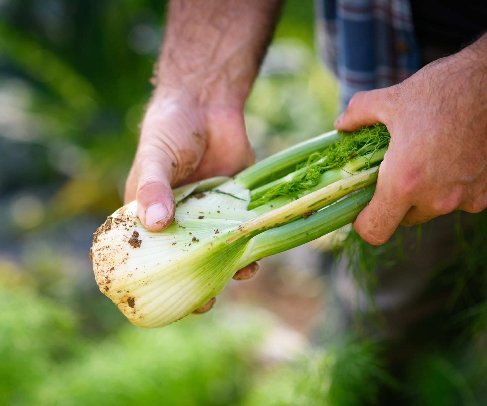 How and when to harvest fennel bulbs - expert tips | Homes and Gardens