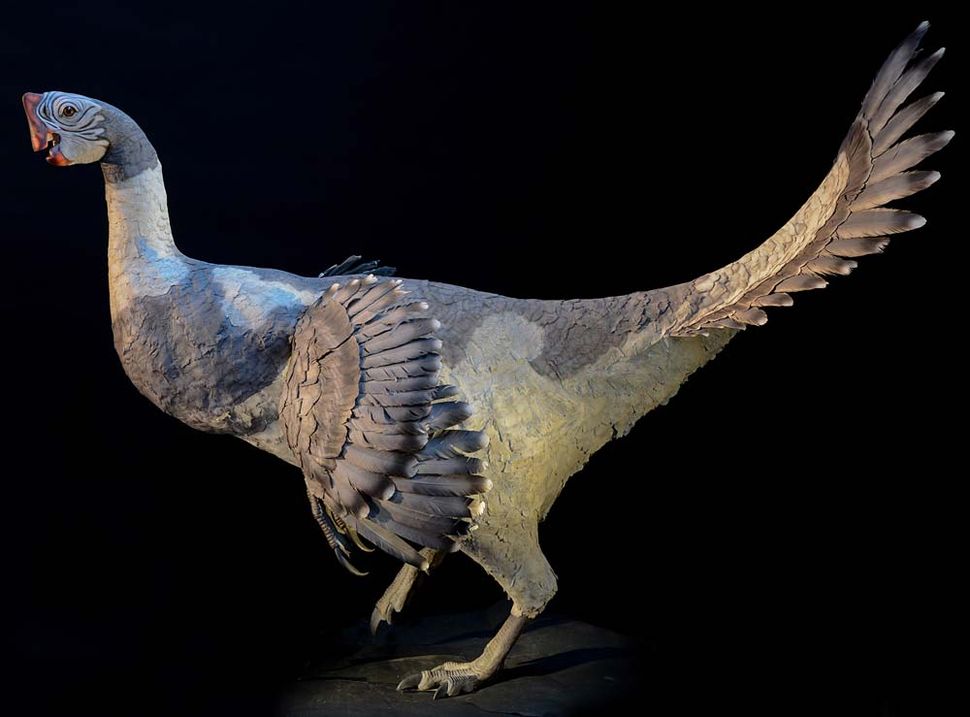 Photos: Birds Evolved from Dinosaurs, Museum Exhibit Shows | Live Science