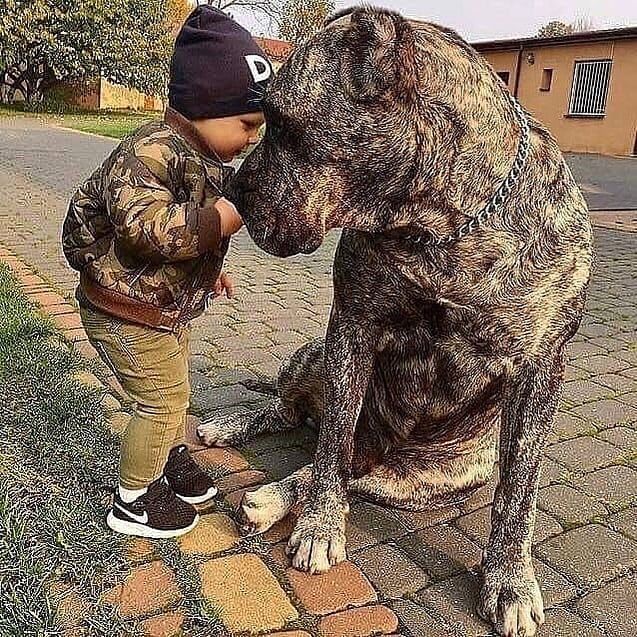 10 photos that prove big dogs have big hearts | PetsRadar