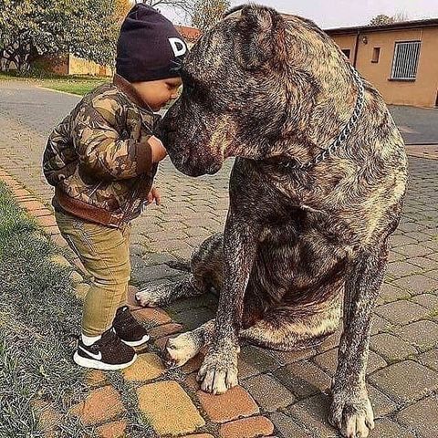 10 photos that prove big dogs have big hearts | PetsRadar
