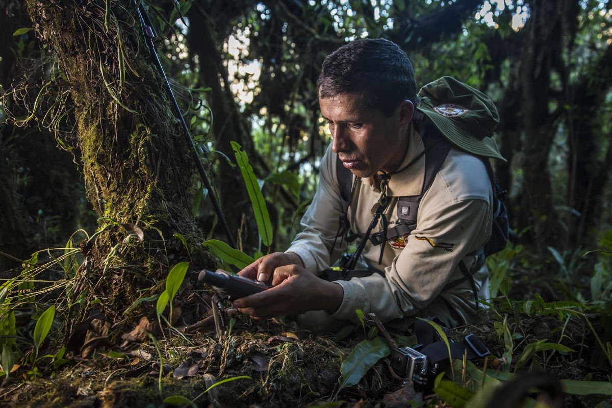 Bear Necessities: Andean Bears Call Machu Picchu Home | Live Science