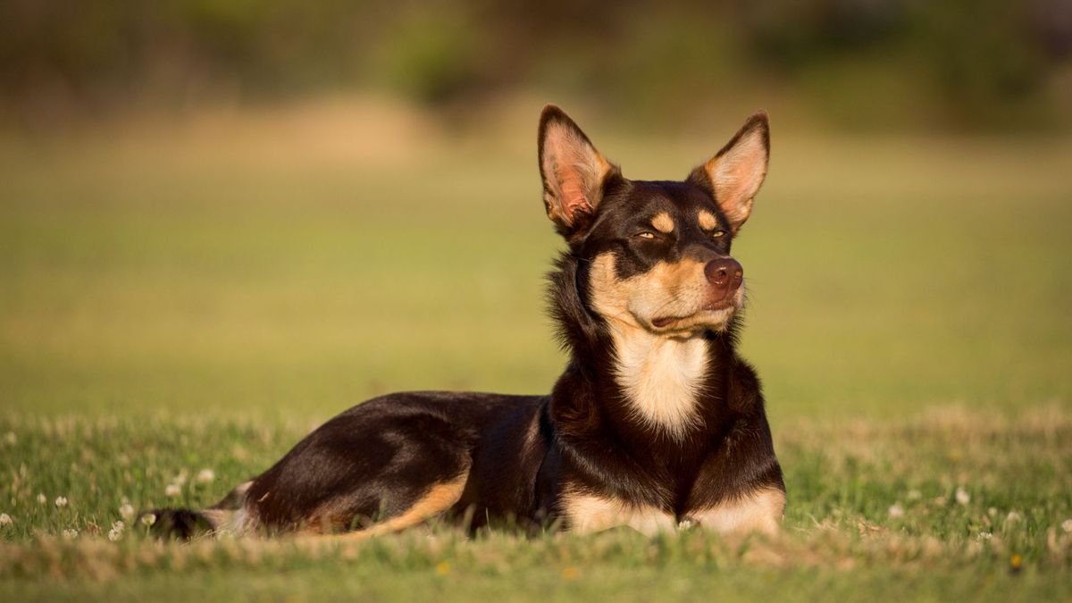 10 Australian dog breeds | PetsRadar