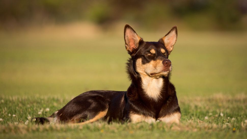 10 Australian dog breeds | PetsRadar