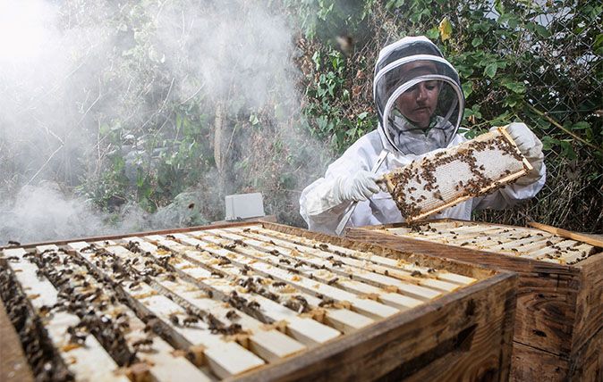 The beekeeper: 'There are few things better than a full comb of capped ...