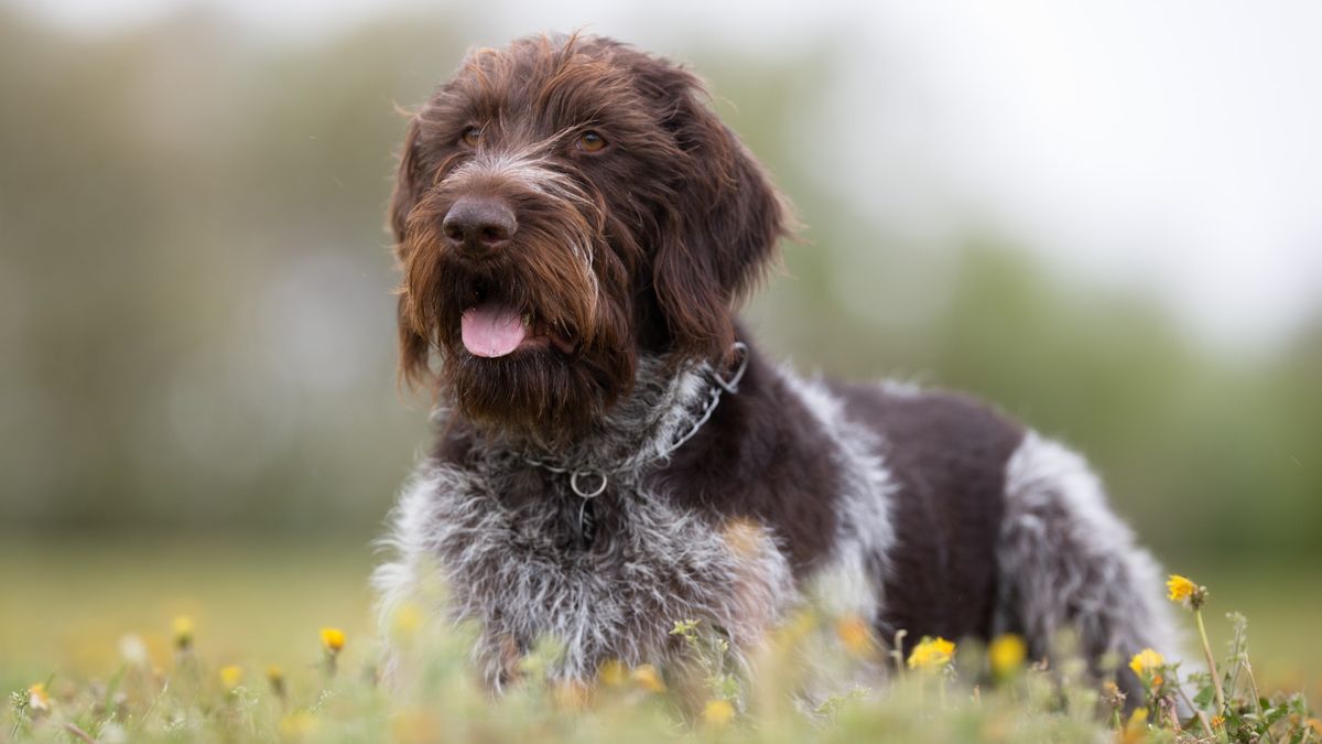 10 wiry hair dog breeds and how to care for their coats | PetsRadar