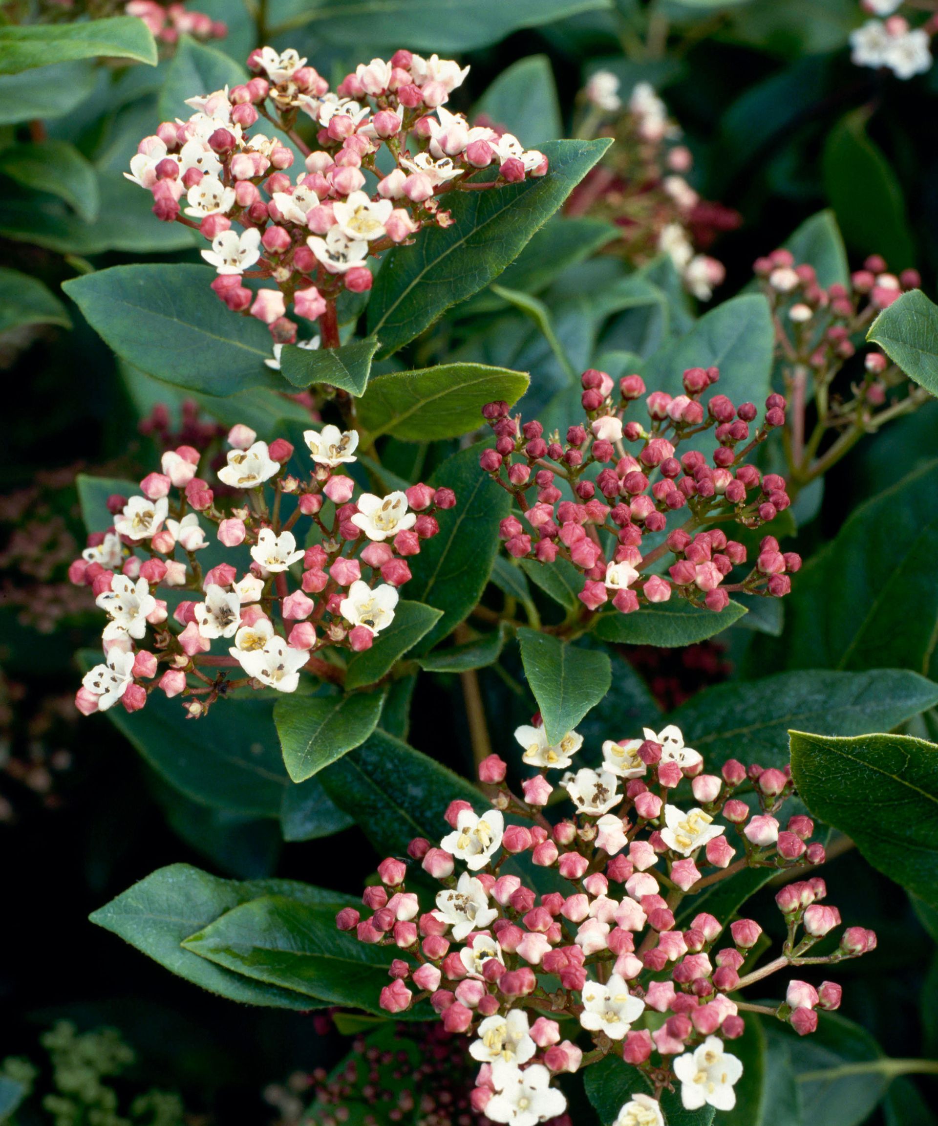 Types of viburnum: 16 evergreen and deciduous varieties for your plot ...