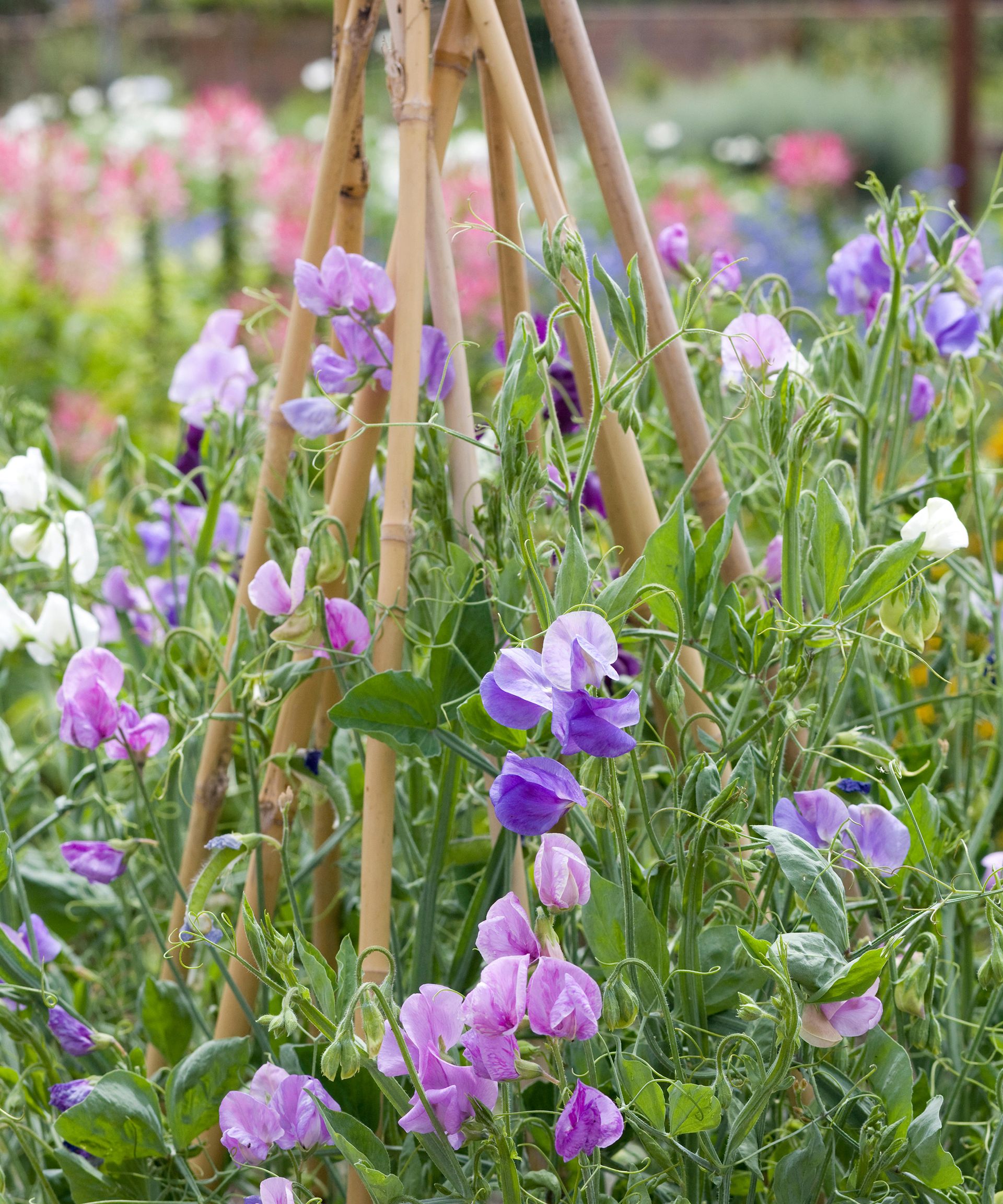 How to grow sweet peas from seed: in borders and pots | Homes and Gardens
