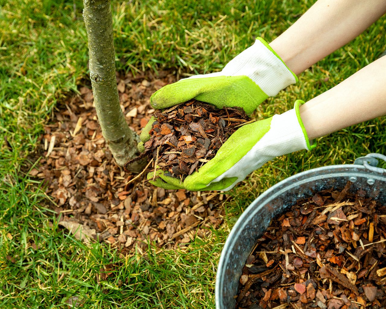 7 Mulching Mistakes To Avoid If You Want Healthier Plants | Gardening ...