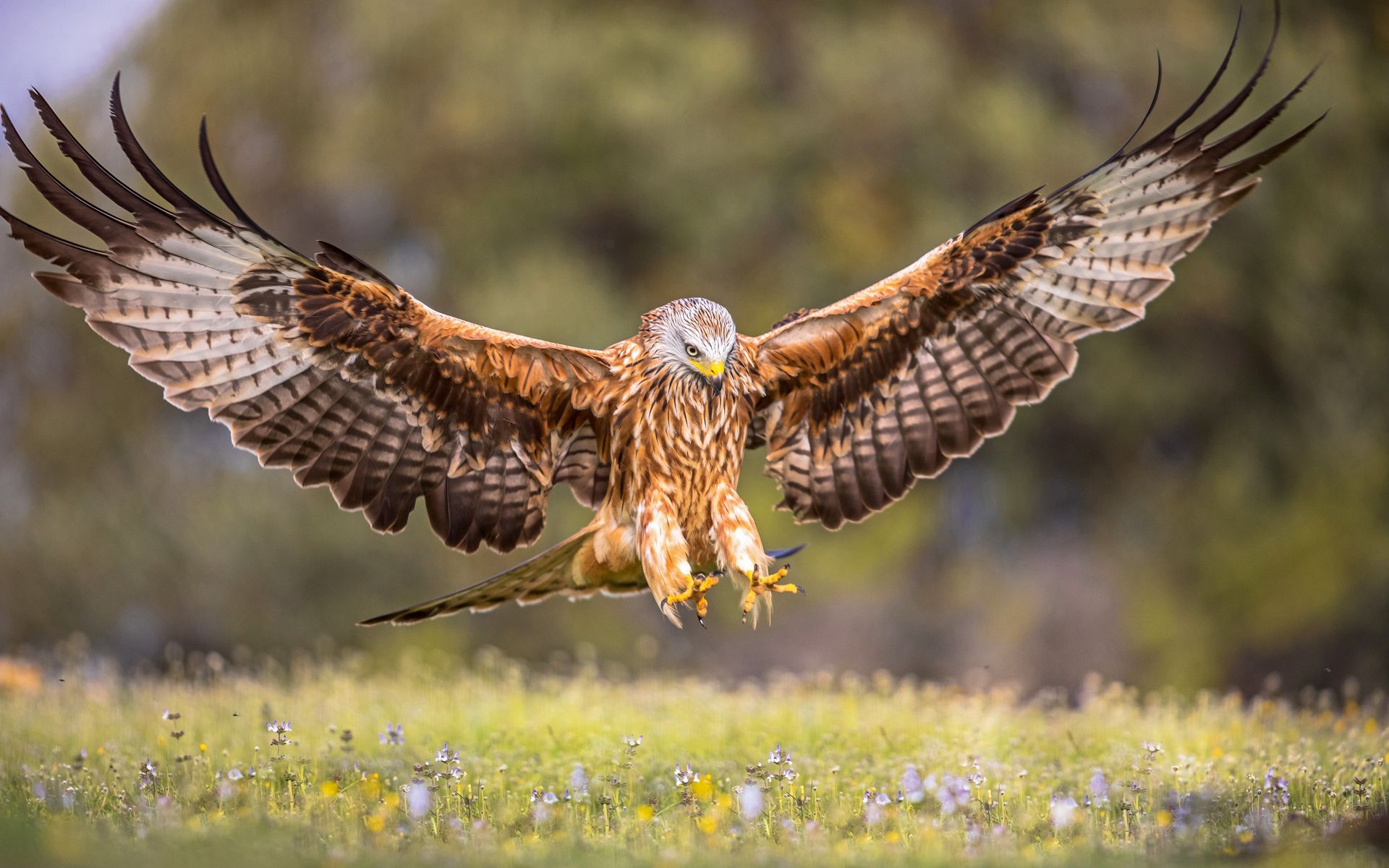 Nikon's AF modes demystified: here's how to track the action! | Digital ...