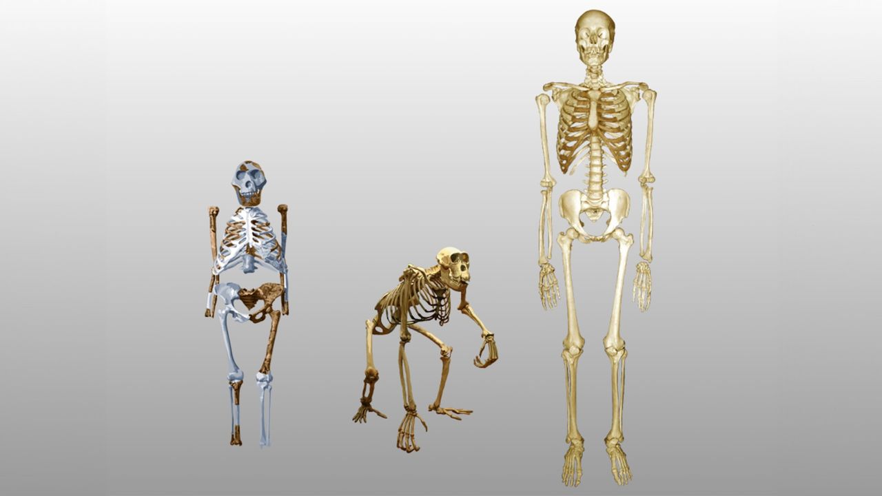 We now know much more about how our ancestor 'Lucy' lived — and died ...