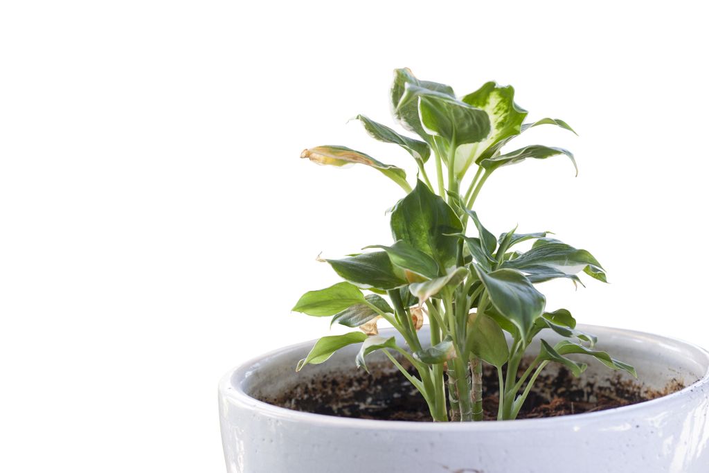 6 signs of over-fertilized houseplants you're mis-reading | Livingetc