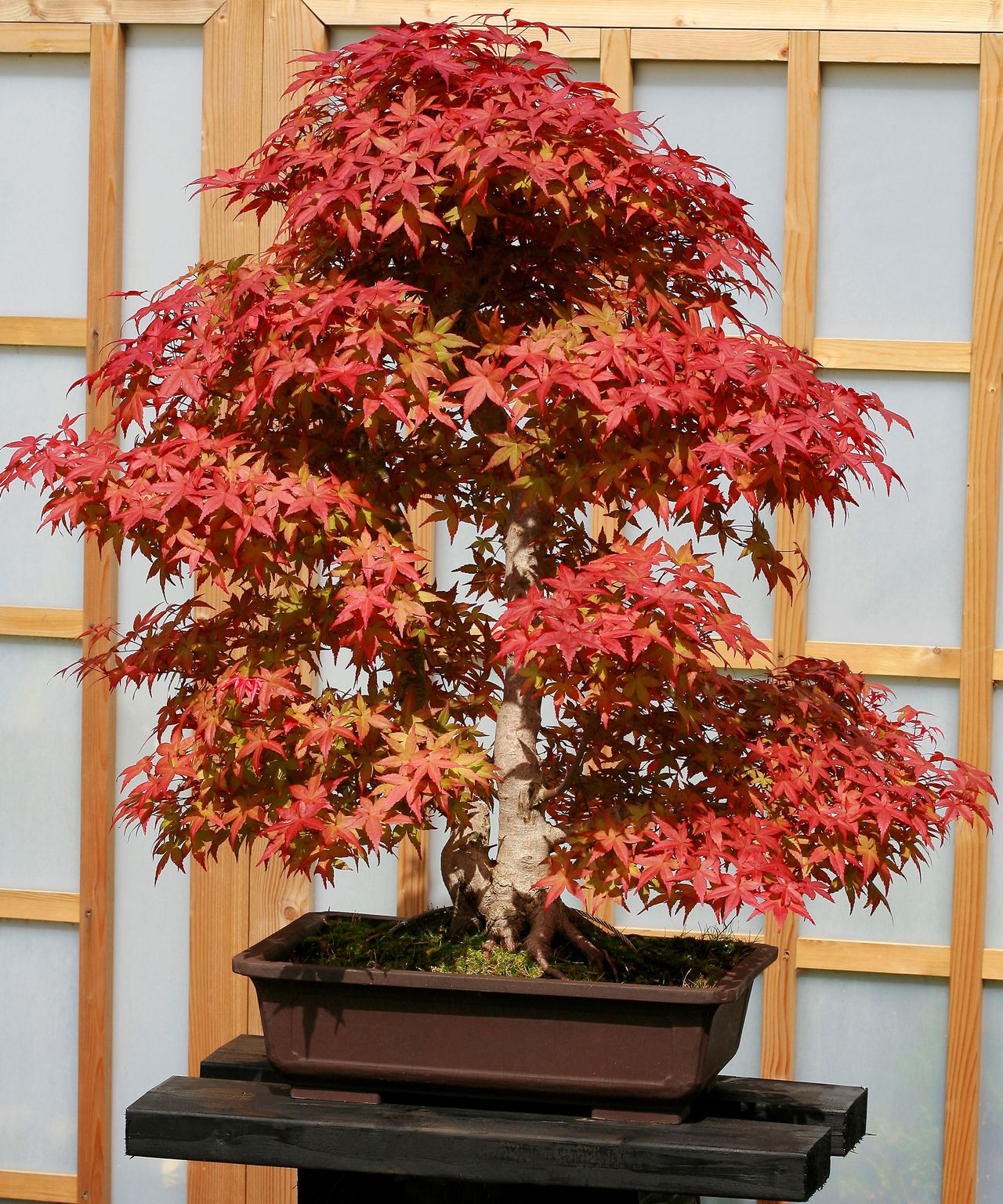 Types of Bonsai Trees — 6 Varieties That Elevate a Home | Livingetc