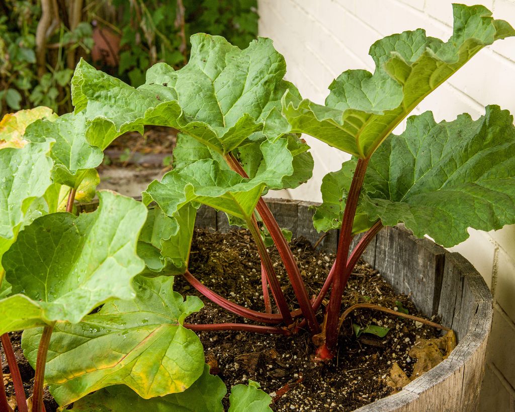 How & When To Harvest Rhubarb For The Sweetest Spring Flavor ...