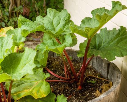 How & When To Harvest Rhubarb For The Sweetest Spring Flavor ...